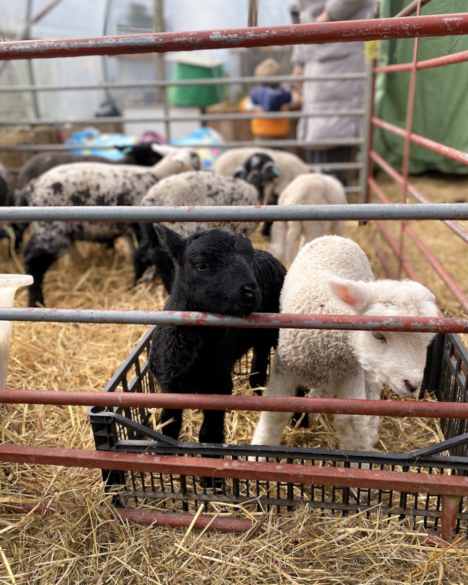 Lamb Feeding Near Bristol (Buckland Dinham) Rescued lambs need help ...